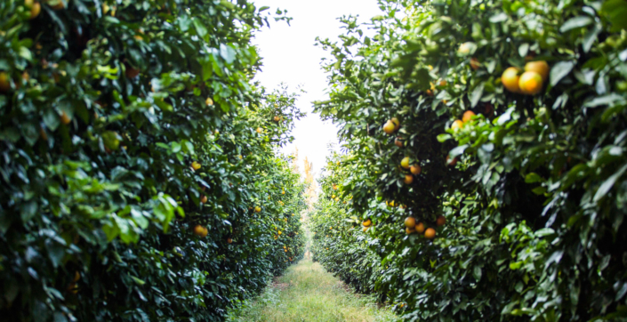 Our Farms | Soleil Sitrus - Citrus Hoedspruit, South Africa