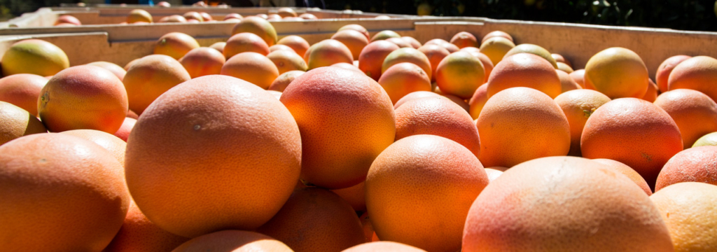 Our Farms | Soleil Sitrus - Citrus Hoedspruit, South Africa