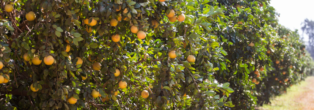 Our Farms | Soleil Sitrus - Citrus Hoedspruit, South Africa