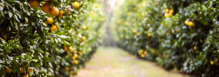 Our Farms | Soleil Sitrus - Citrus Hoedspruit, South Africa